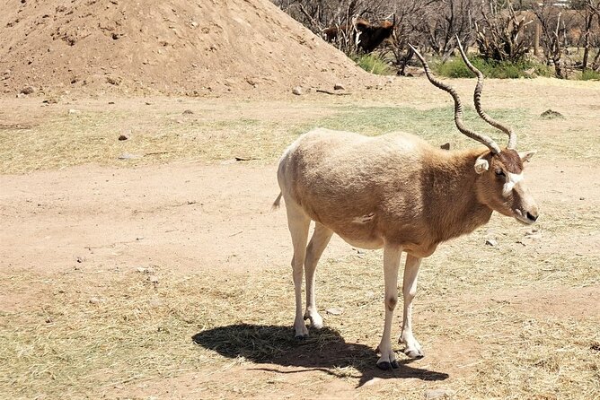 Out of Africa Wildlife Park Admission Ticket - Final Thoughts