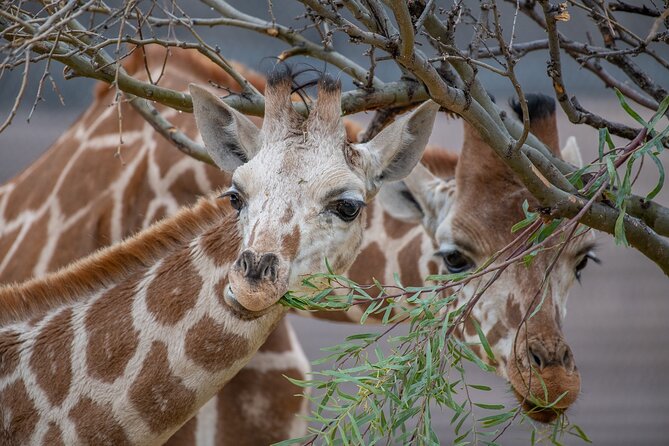 Out of Africa Wildlife Park Admission Ticket - FAQs