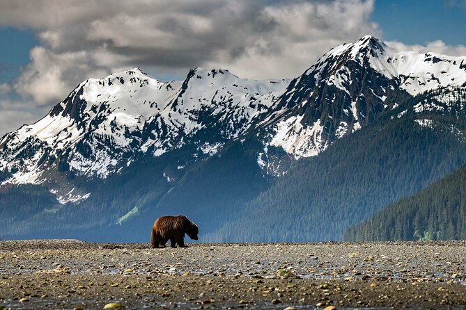 Pack Creek Bear Viewing - Analyzing the Value and Practical Aspects