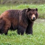 Pack Creek Bear Viewing - Authentic Insights from Reviewers