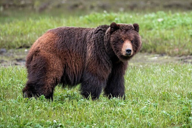 Pack Creek Bear Viewing - Authentic Insights from Reviewers