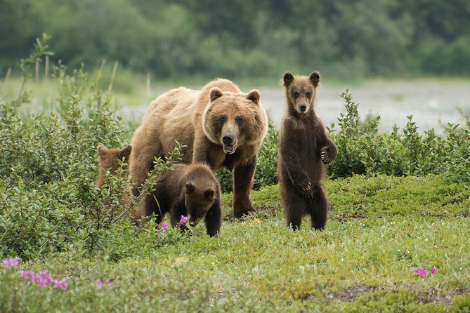 Pack Creek Brown Bear Viewing Juneau - Discover the Wild: Pack Creek Brown Bear Viewing Juneau