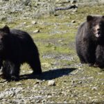 Pack Creek Brown Bear Viewing Juneau - The Practical Side: What You Need to Know