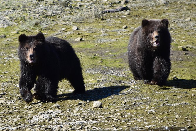 Pack Creek Brown Bear Viewing Juneau - The Practical Side: What You Need to Know