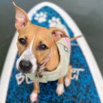 Paddle Board Hale'iwa with Rescue Dogs - What to Expect on the Water