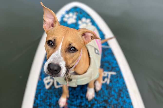 Paddle Board Hale'iwa with Rescue Dogs - What to Expect on the Water