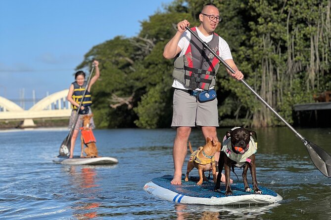 Paddle Board Hale'iwa with Rescue Dogs - Practical Details and Considerations