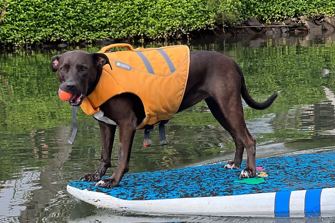 Paddle Board Hale'iwa with Rescue Dogs - Why This Tour Stands Out