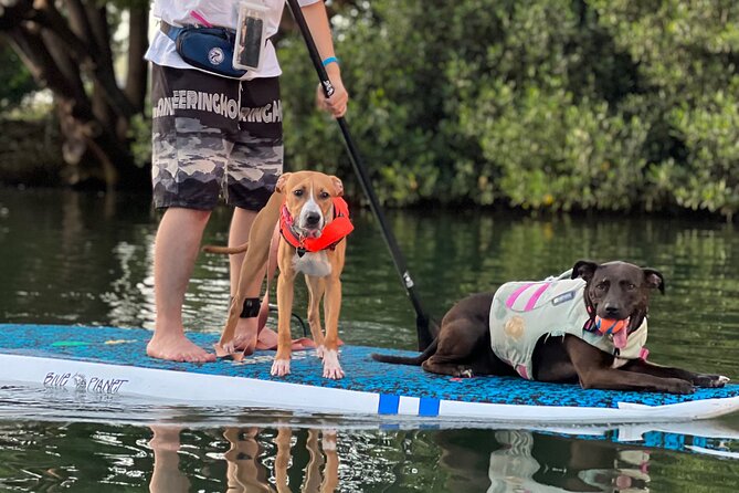 Paddle Board Hale'iwa with Rescue Dogs - Who Will Love This Experience?