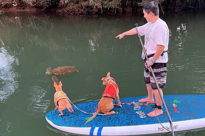 Paddle Board Hale'iwa with Rescue Dogs - Final Thoughts