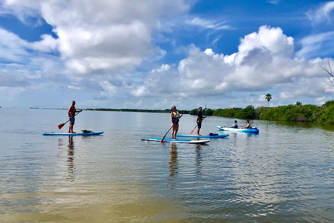 Paddle Board or Kayak Eco Dolphin Manatee Tour - The Experience in Depth
