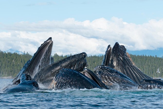 Paddle with Whales Kayak Adventure Juneau - The Sum Up