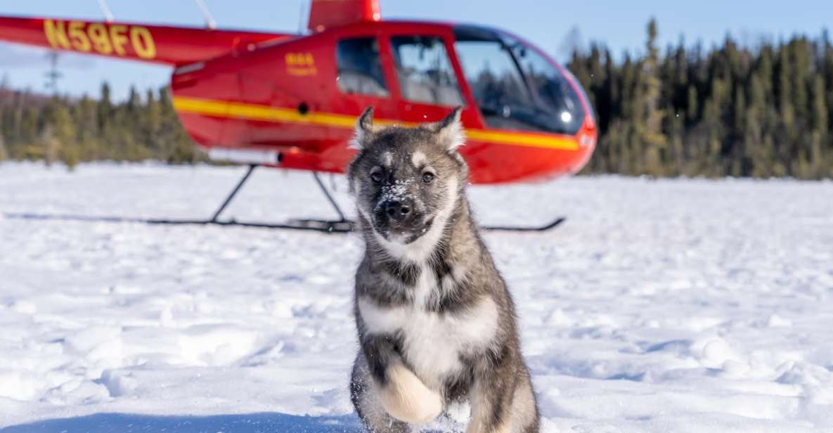Palmer: "Dogs and Glaciers" Sledding and Helicopter Tour - Key Points  