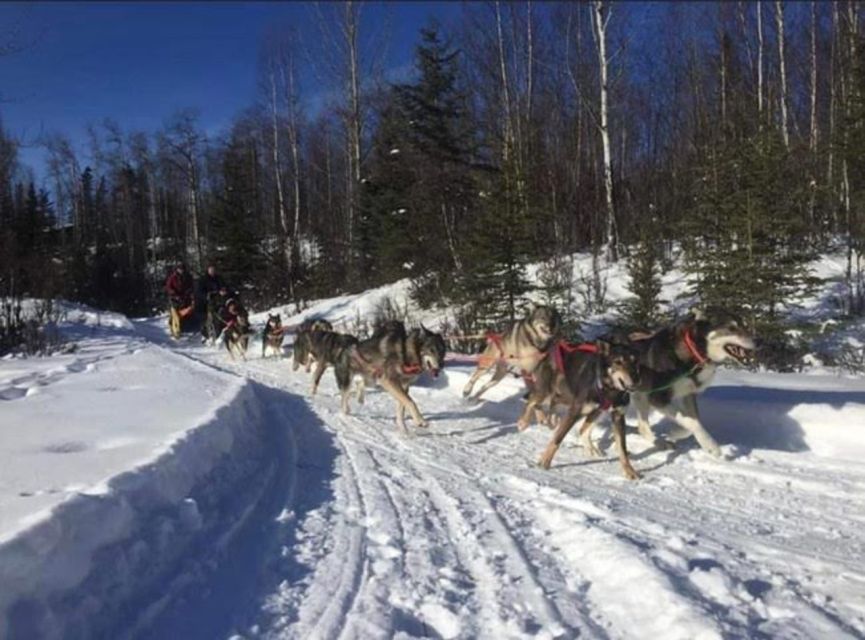 Palmer: "Dogs and Glaciers" Sledding and Helicopter Tour - An In-Depth Look at the Experience