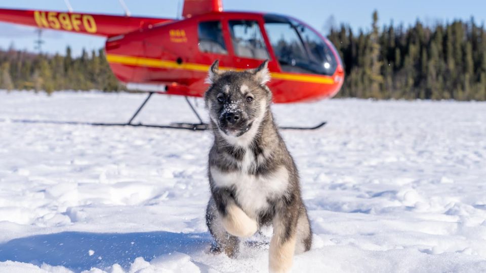 Palmer: "Dogs and Glaciers" Sledding and Helicopter Tour - Final Thoughts  