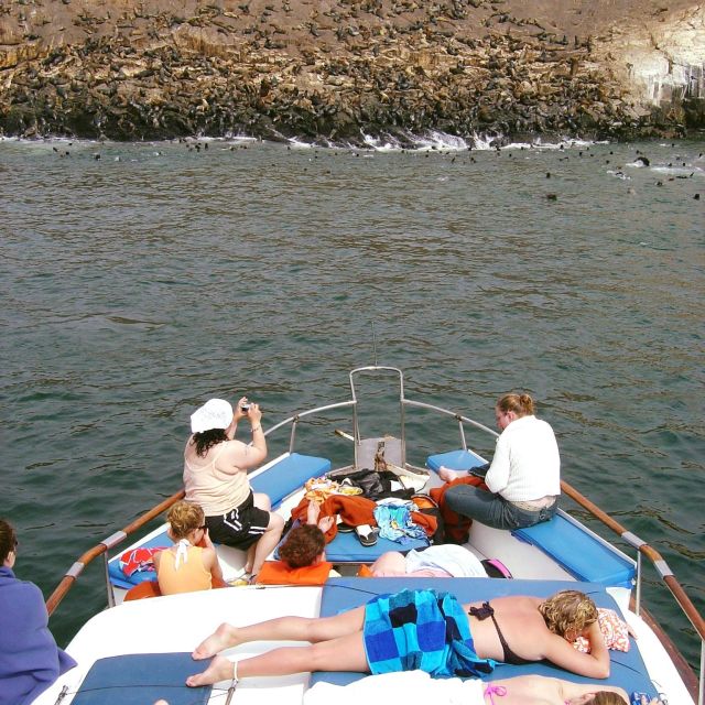 Palomino Islands Yacht Tour and swim alongside the sea lions - An In-Depth Look at the Palomino Islands Yacht Tour