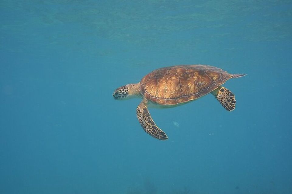 Panama City Beach: Beginners Scuba Diving Tour - Practical Details for Your Planning