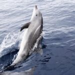 Panama City Beach Dolphin Sightseeing Sail - Price and Value