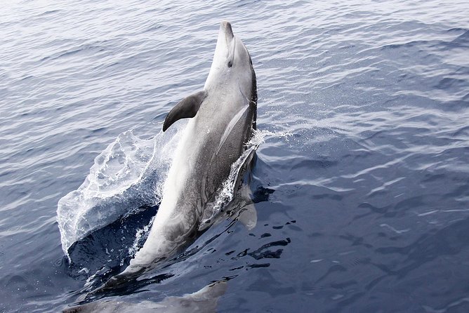 Panama City Beach Dolphin Sightseeing Sail - Price and Value