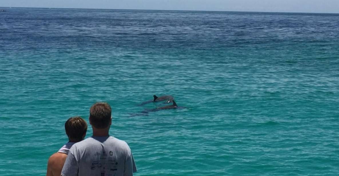 Panama City Beach: Dolphin Sightseeing Sail on the Footloose - Setting the Scene: What to Expect on This Dolphin Sail