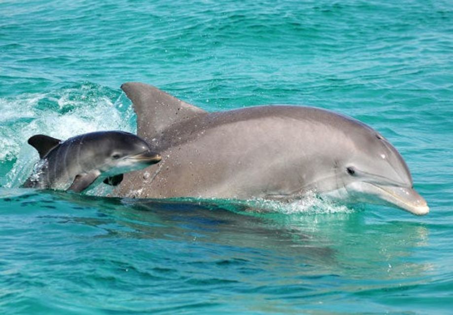 Panama City Beach: Dolphin Sightseeing Sail on the Footloose - Breaking Down the Itinerary