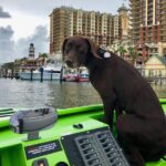 Panama City Beach's - Dolphin Sunset Cruise - The Sum Up