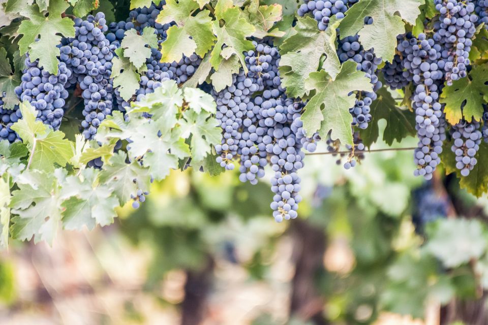 Paso Robles: 3-Winery Tour with Tastings and Lunch - The Itinerary: What to Expect from Start to Finish