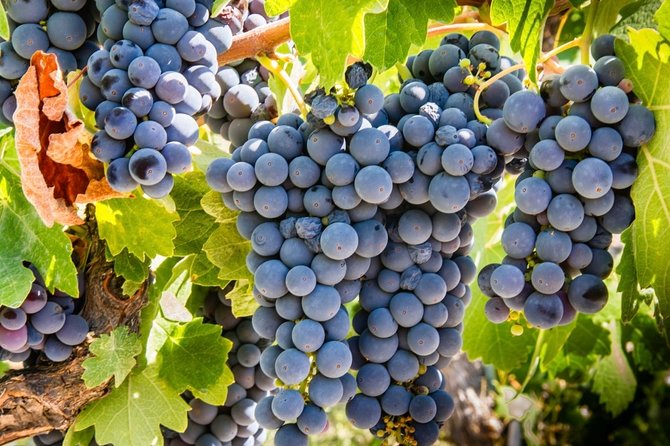 Paso Robles Scavenger Hunt Adventure - Why You’ll Love the Paso Robles Scavenger Hunt