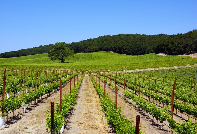 Paso Robles Wine Adventure with pickup from Cambria, CA - The Sum Up