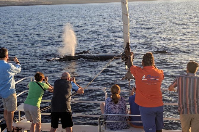 Pau Hana Sunset Cruise with the Whales - Who Should Consider This Tour?
