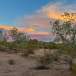 Peaceful Morning Walk: Guided Journey Through the Sonoran Desert - What We Loved About the Experience