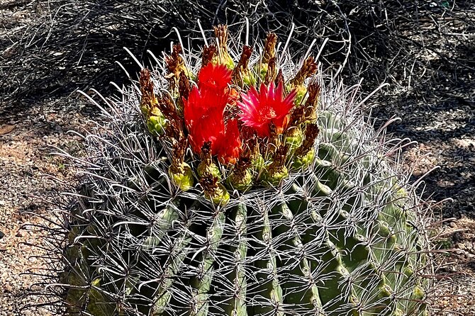 Peaceful Morning Walk: Guided Journey Through the Sonoran Desert - Final Thoughts