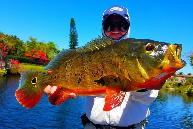 Peacock Bass Fishing Trips Near Miami Florida - Pricing and Value
