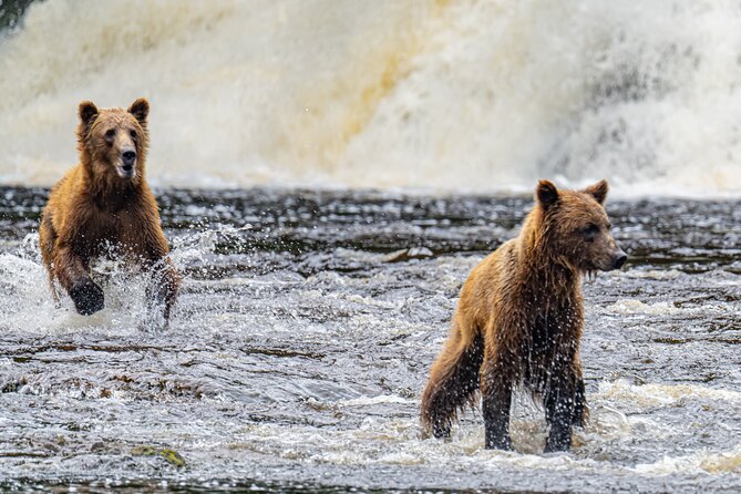 Peak Season Bear Viewing By Seaplane - Key Points