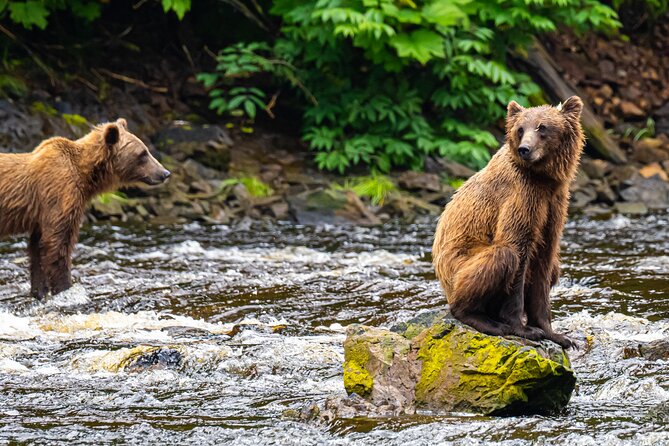 Peak Season Bear Viewing By Seaplane - The Journey Begins: From Juneau to Chichagof Island