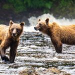 Peak Season Bear Viewing By Seaplane - Chichagof Island: The Heart of the Bear Wilderness