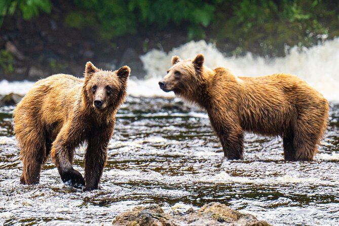 Peak Season Bear Viewing By Seaplane - Chichagof Island: The Heart of the Bear Wilderness