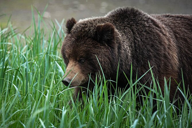 Peak Season Bear Viewing By Seaplane - Practical Details and What to Expect