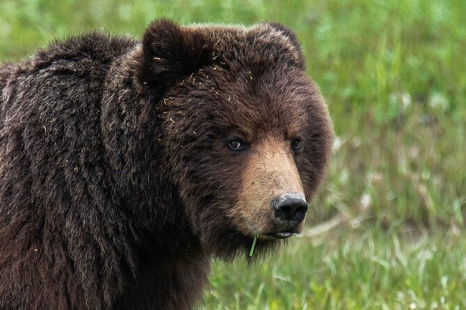 Peak Season Bear Viewing By Seaplane - Authenticity and Value