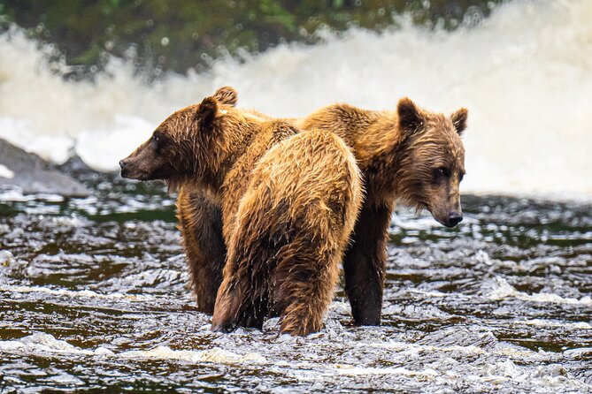 Peak Season Bear Viewing By Seaplane - Final Thoughts: Who Will Love This Tour?