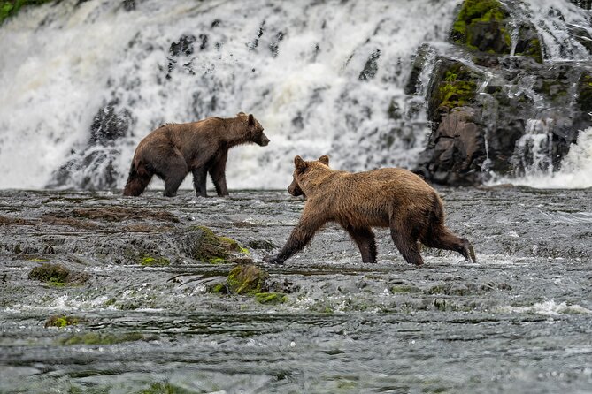Peak Season Bear Viewing By Seaplane - Frequently Asked Questions