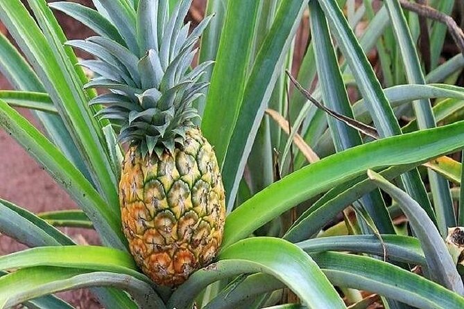 Pearl Harbor, Dole Plantation, and Polynesian Center from Kauai - FAQs