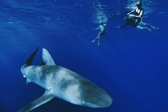 Pelagic Shark Dive Tour - Pelagic Shark Dive Tour: An Adventure with Oahu’s Most Majestic Marine Life