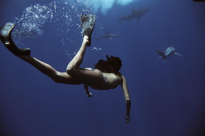 Pelagic Shark Dive Tour - What to Expect from the Pelagic Shark Dive Tour