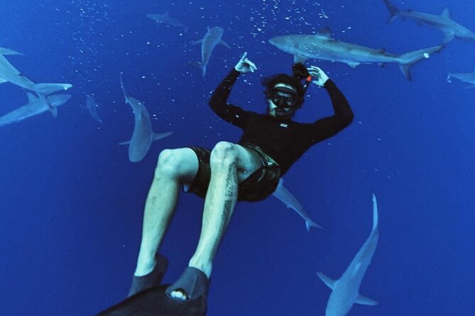 Pelagic Shark Dive Tour - The Itinerary: What Makes Each Stop Special