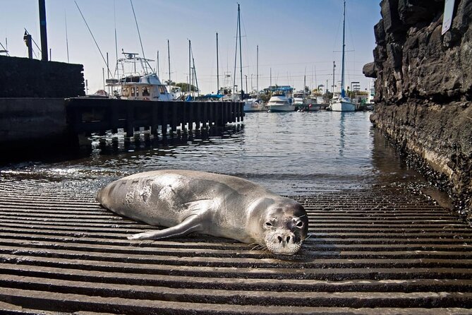 Pelagic Wildlife Excursion - Easy Check-in & Comfort at Captain Zodiac’s Office