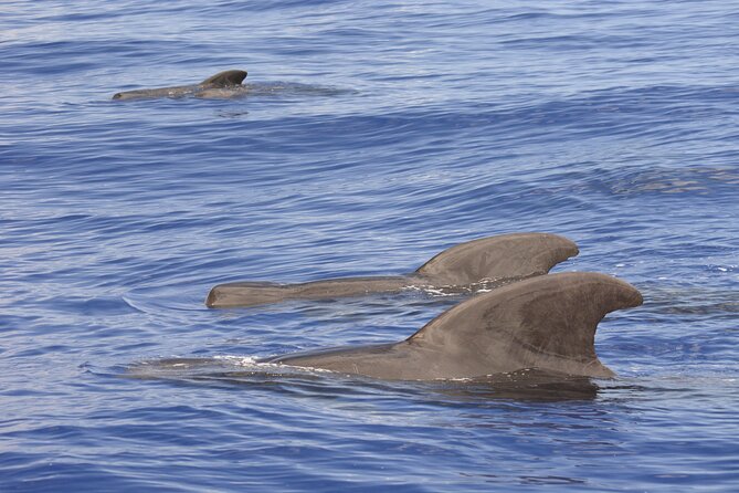 Pelagic Wildlife Excursion - Up-Close Wildlife Encounters