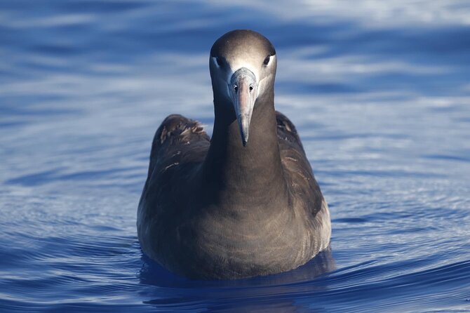 Pelagic Wildlife Excursion - Geological and Local Stories Along the Coast