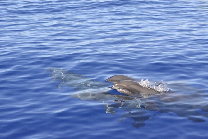 Pelagic Wildlife Excursion - Snacks and Comfort