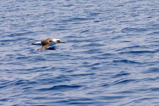 Pelagic Wildlife Excursion - Practical Details & What to Expect